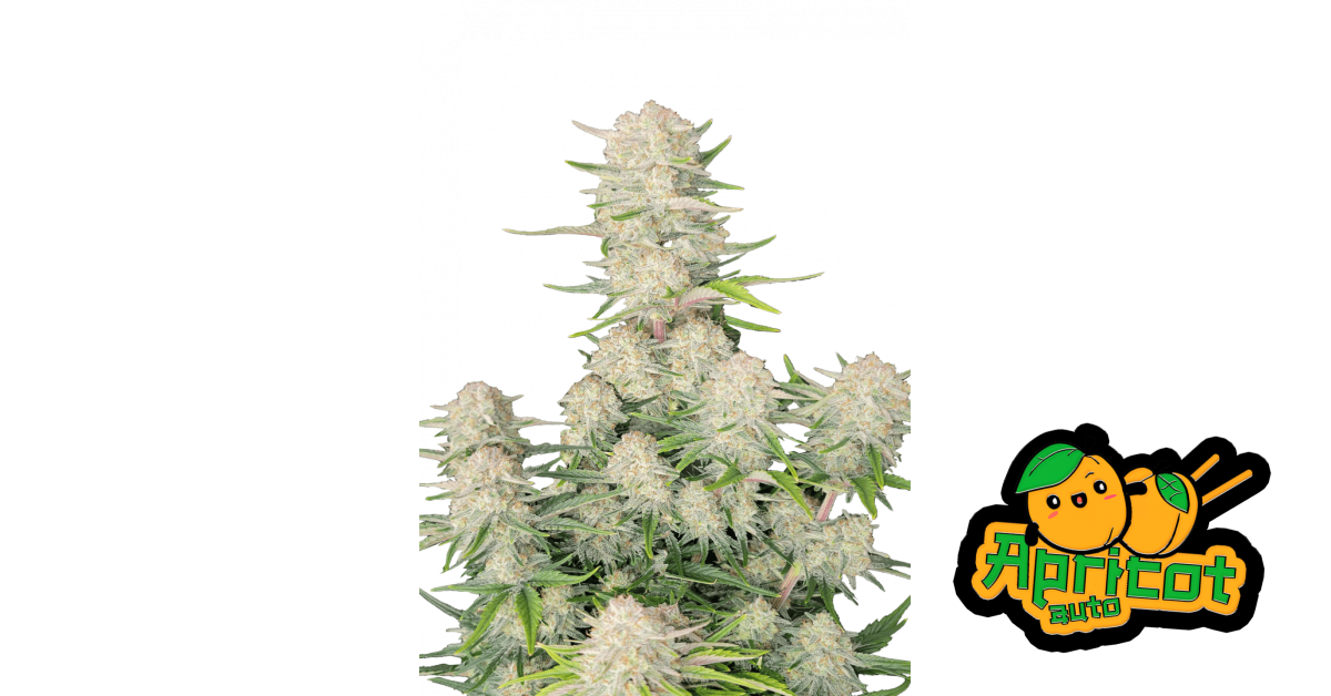 Apricot Auto-Cannabissamen | 42 Fast Buds Deutschland