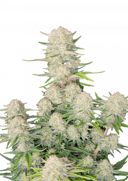 Buy Apricot Auto Cannabis Seeds | Fast Buds