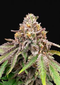 Buy Autoflowering Cannabis Seeds by Best Breeders