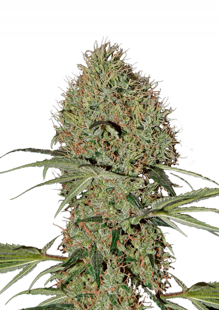 Super Bud Auto Cannabis Seeds | 42 Fast Buds United States