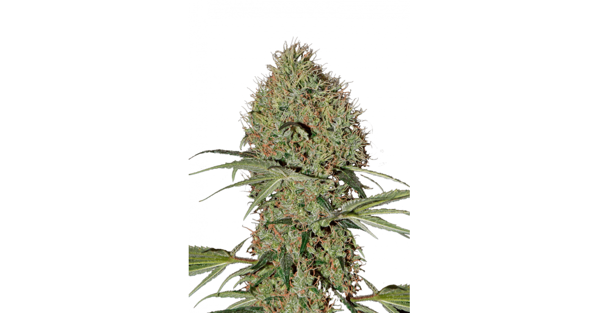 Buy Super Bud Auto Cannabis Seeds | 42 Fast Buds