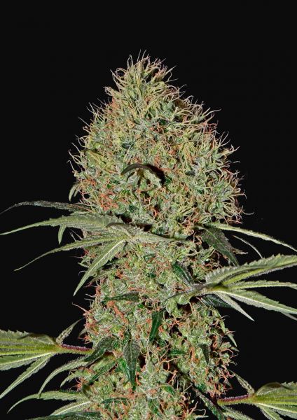 Buy Super Bud Auto Cannabis Seeds | Fast Buds