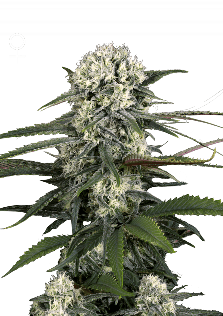 Auto-Bomb feminizovaná semínka - Samonakvétací semínka konopí Fast Buds