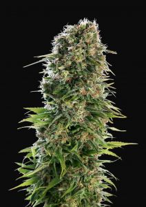Buy Autoflowering Cannabis Seeds by Best Breeders