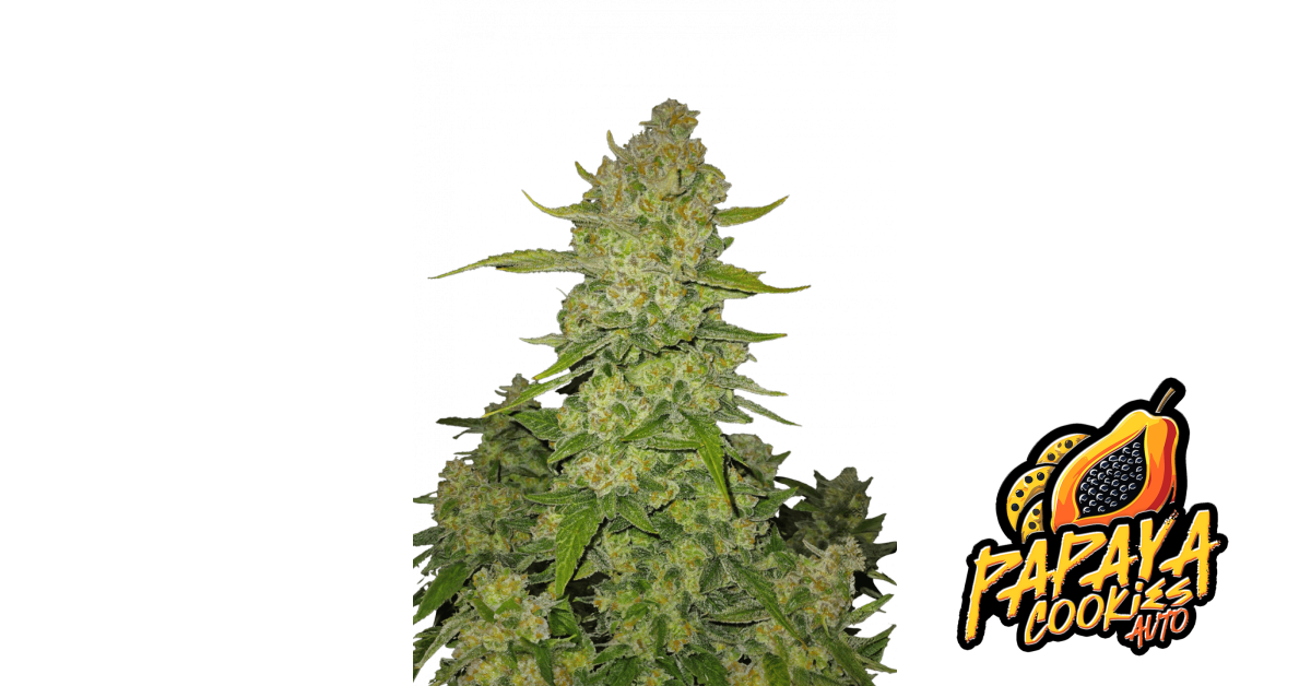 Papaya Cookies Auto™-Cannabissamen | 42 Fast Buds Deutschland