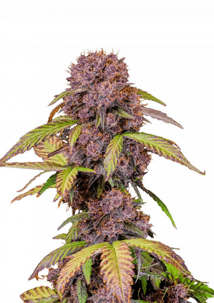 Buy Lemon Cherry Cookies Auto™ Cannabis Seeds | Fast Buds