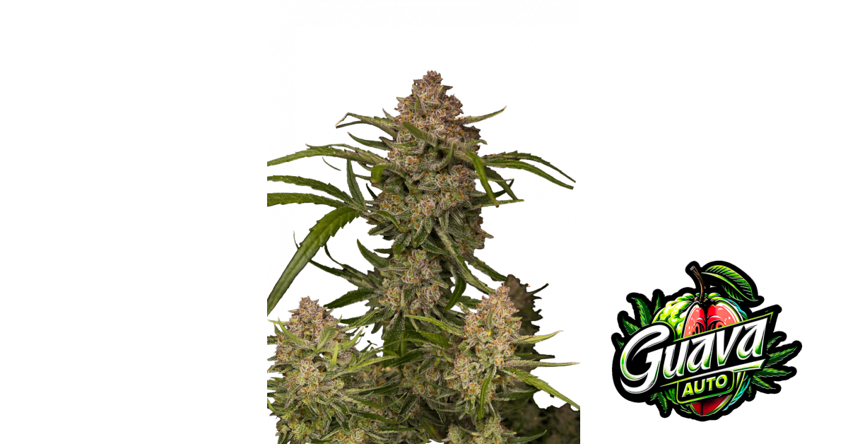 Guava Auto™-Cannabissamen | 42 Fast Buds Deutschland