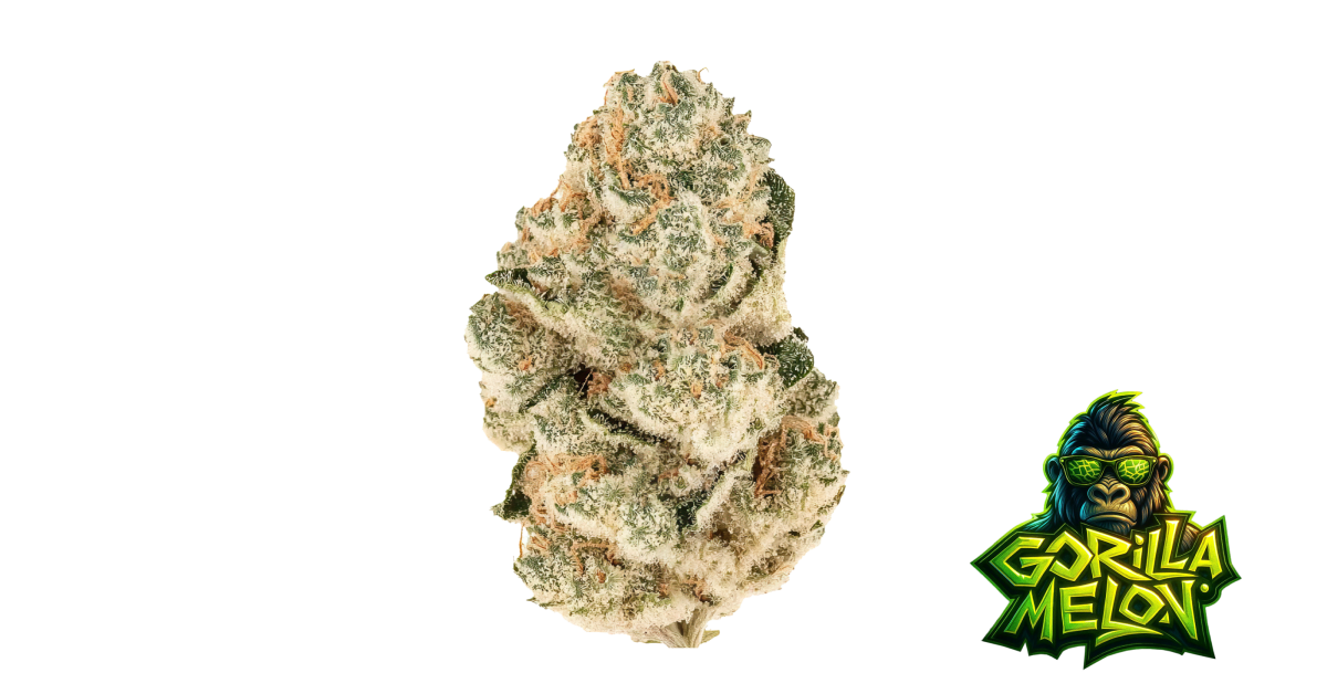 Buy Gorilla Melon™ Cannabis Seeds | 42 Fast Buds United States
