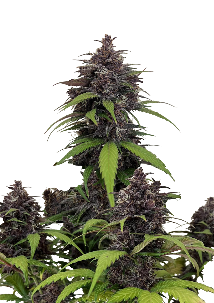 Purple Haze Auto™ Cannabis Seeds | 42 Fast Buds United States