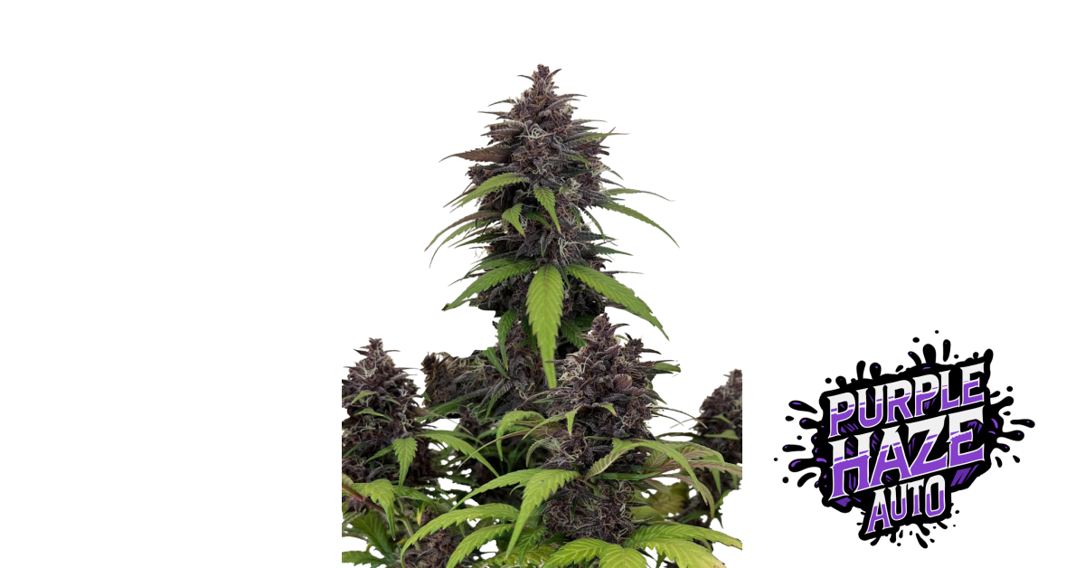 Buy Purple Haze Auto™ Cannabis Seeds | 42 Fast Buds United States