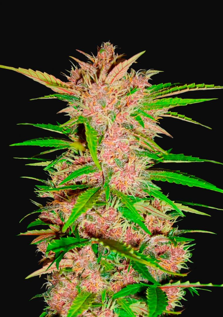 Buy Fastberry Auto Cannabis Seeds | Fast Buds
