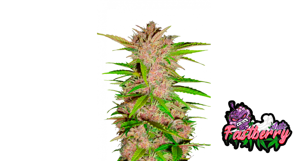 Fastberry Auto Cannabis Seeds | 42 Fast Buds