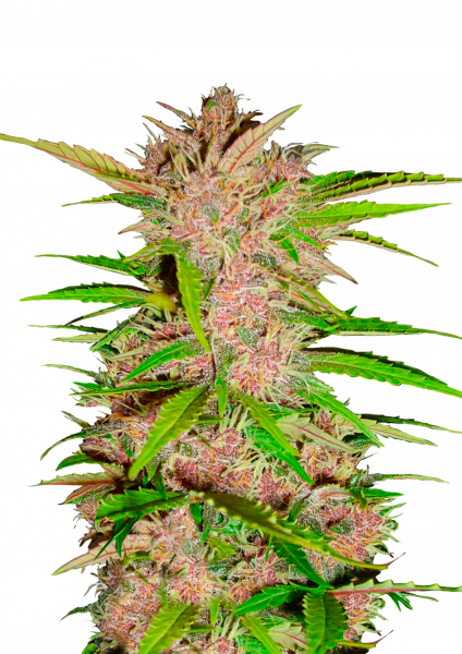 Buy Fastberry Auto Cannabis Seeds | Fast Buds