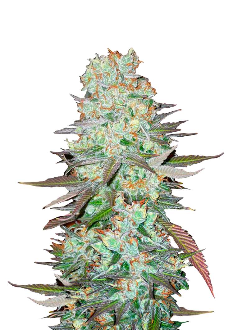G14 Auto Cannabis Seeds | 42 Fast Buds