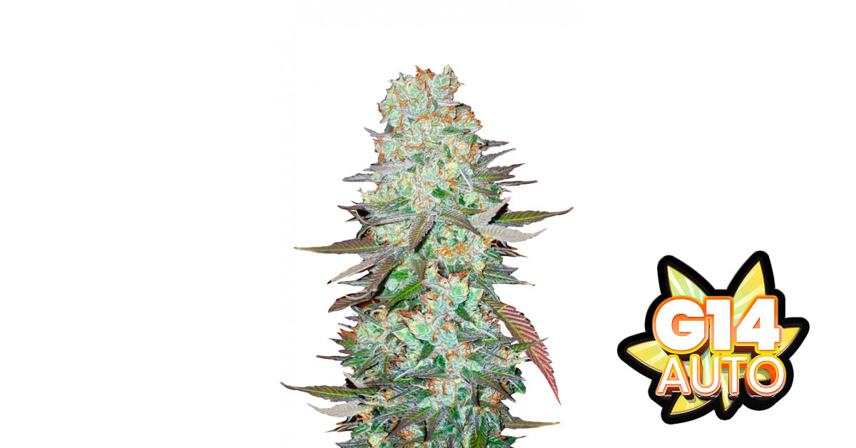 Buy G14 Auto Cannabis Seeds | 42 Fast Buds