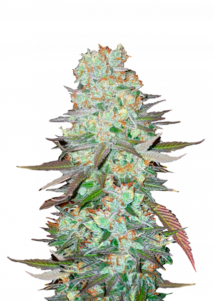 Buy G14 Auto Cannabis Seeds | Fast Buds