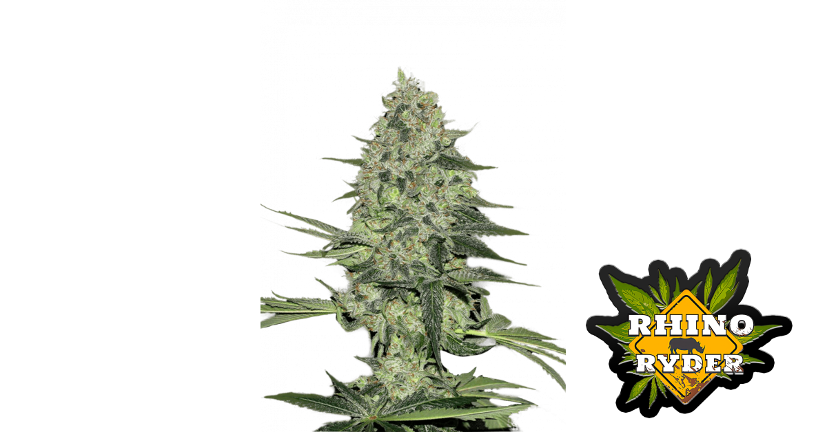 Rhino Ryder Auto Seeds – Buy Rhino Ryder Strain | Fast Buds
