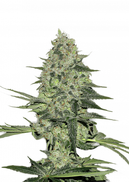 Rhino Ryder Auto Seeds – Buy Rhino Ryder Strain | Fast Buds
