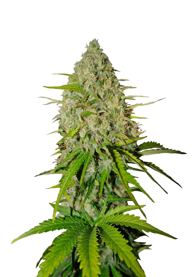 Grapefruit Auto Cannabis Seeds – Buy Grapefruit Weed Strain | Fast Buds