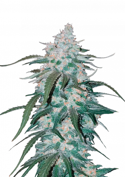 Pineapple Express Auto Cannabis Seeds – Buy Pineapple Express Weed ...
