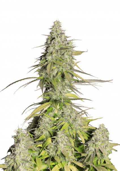 Girl Scout Cookies Auto Cannabis Seeds – Buy GSC Weed Strain | Fast Buds