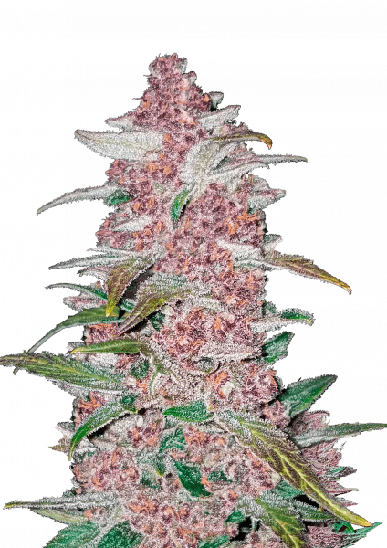 Buy Blackberry Auto Cannabis Seeds | Fast Buds