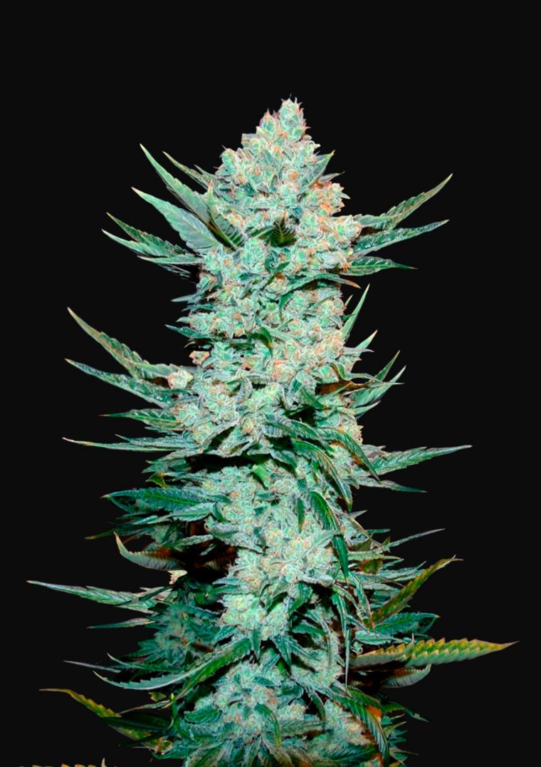 Buy Tangie Auto Cannabis Seeds | Fast Buds