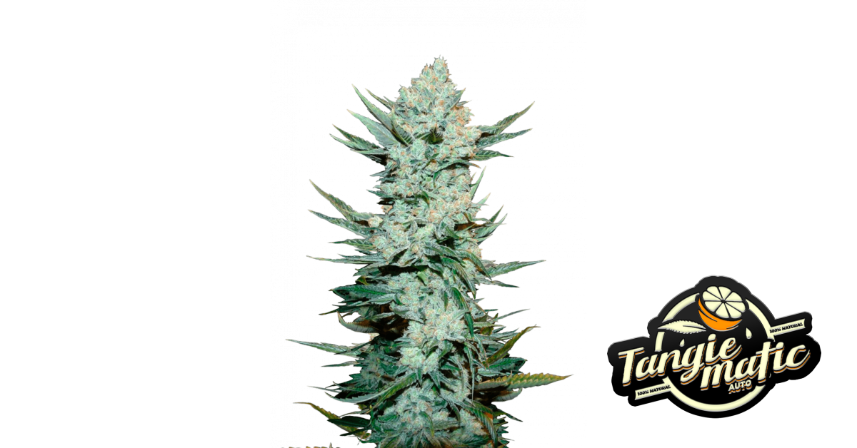 Tangie Auto Cannabis Seeds | 42 Fast Buds United States