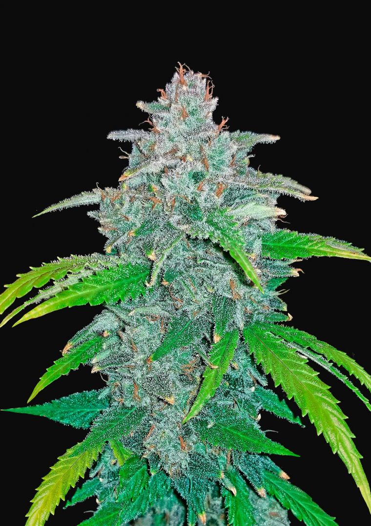 Blue Dream Auto Seeds – Buy Blue Dream Weed Strain | Fast Buds