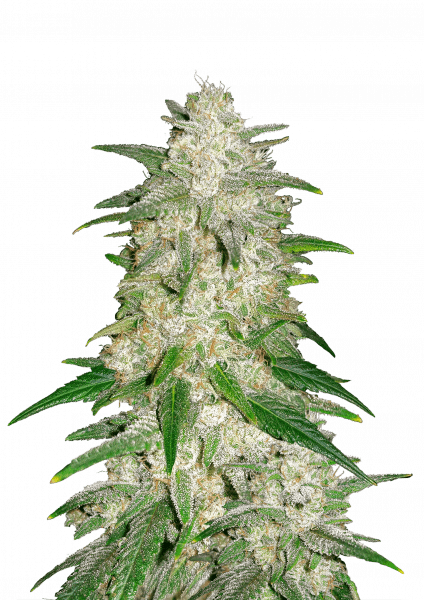 Gelato Auto Cannabis Seeds – Buy Gelato Weed Strain | Fast Buds