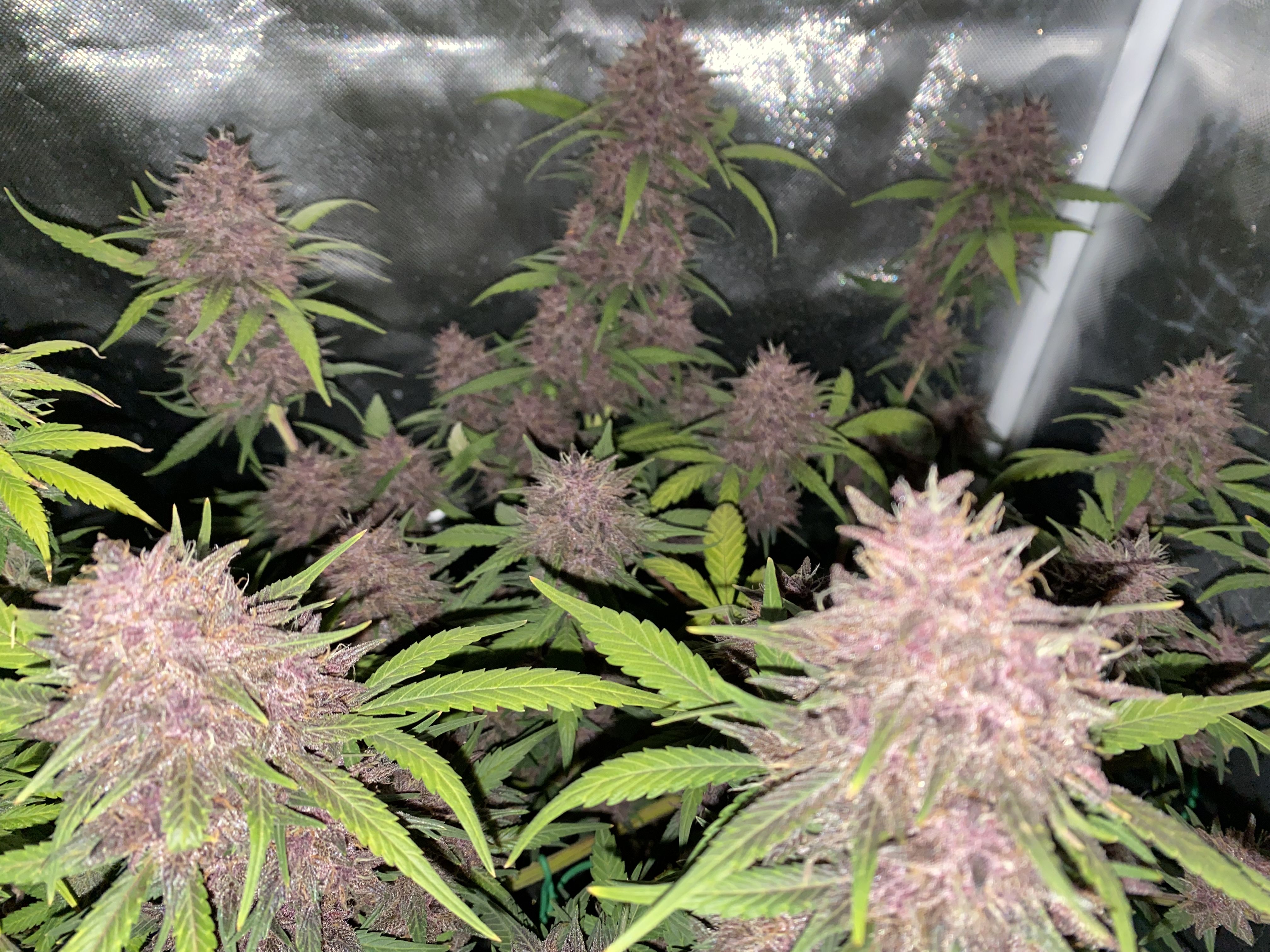 Buy Blackberry Auto Cannabis Seeds | Fast Buds