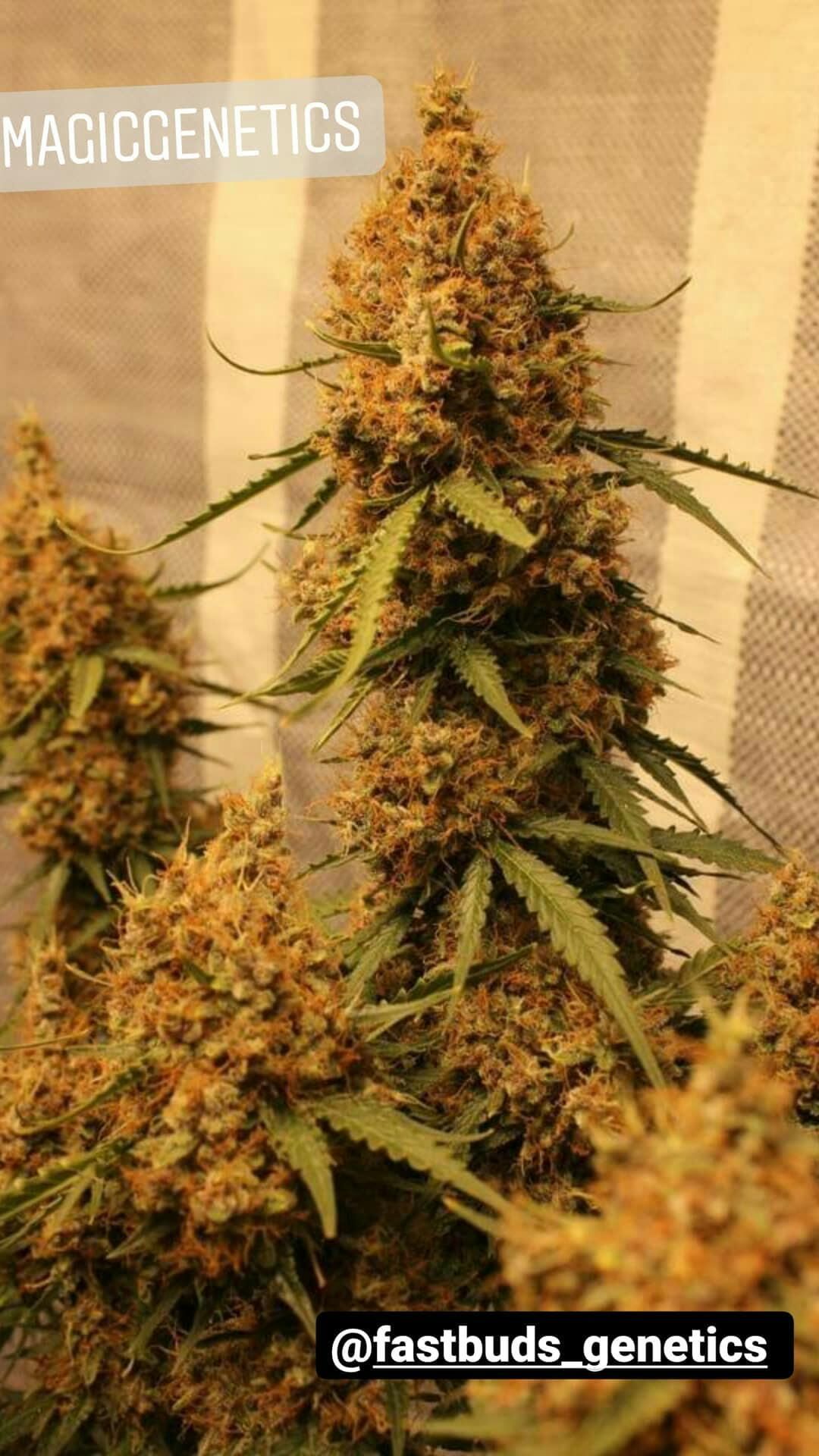 Buy Wedding Cheesecake Auto Cannabis Seeds | Fast Buds