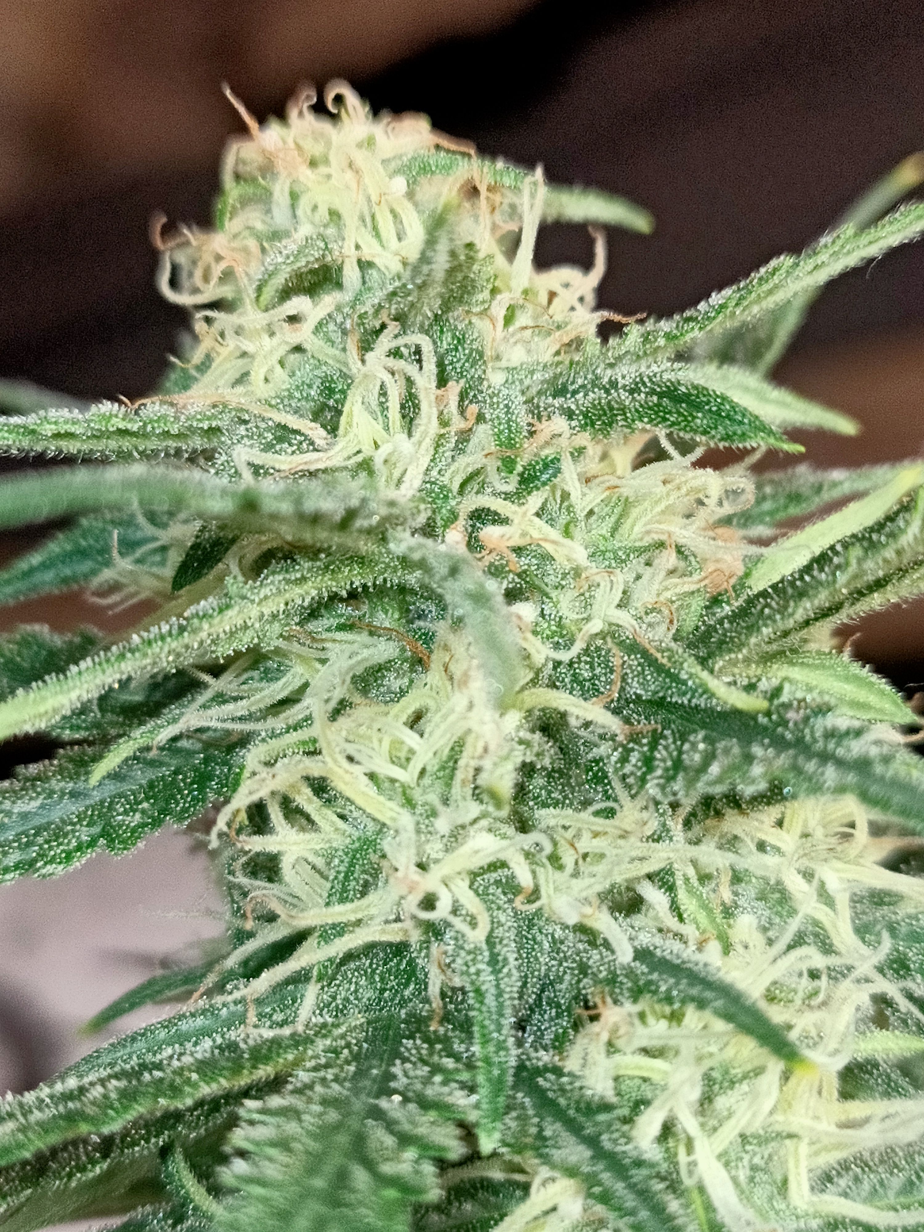 Forbidden Runtz Auto Cannabis Seeds | Fast Buds
