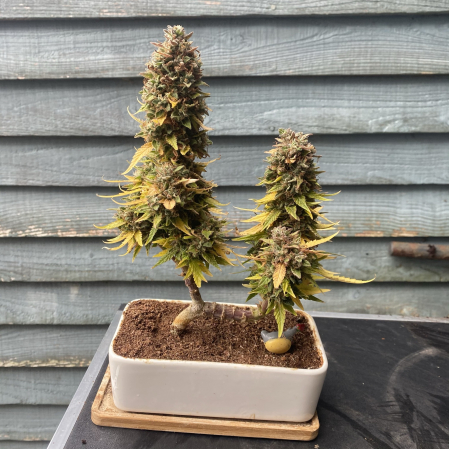 Strawberry Pie Auto Seeds - Fast Buds Autoflowering Cannabis