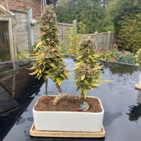 Strawberry Pie Auto Seeds - Fast Buds Autoflowering Cannabis