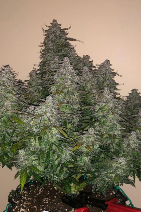 Buy Gorilla Punch Auto Cannabis Seeds | Fast Buds