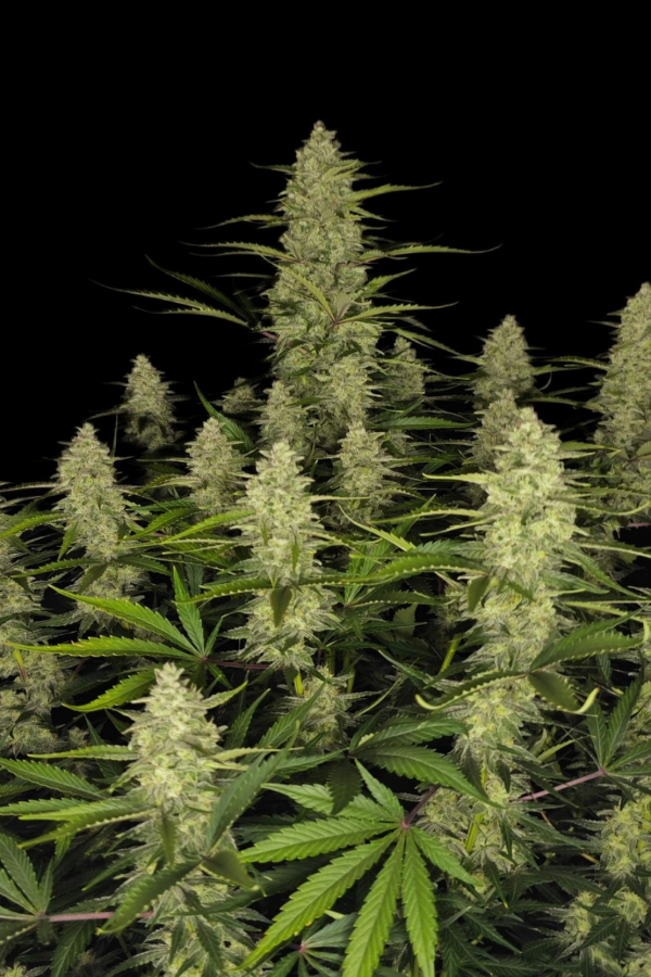 Buy Papaya Cookies Auto™ Cannabis Seeds | Fast Buds