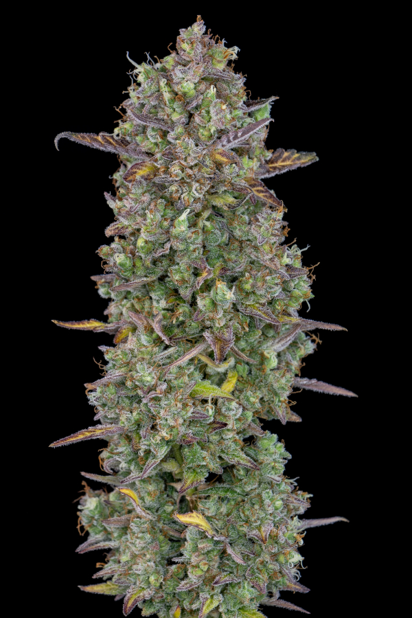 Buy Wedding Cheesecake Auto Cannabis Seeds | Fast Buds