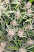 Topping VS Fimming - Which Is Best For Autoflower? | Fast Buds