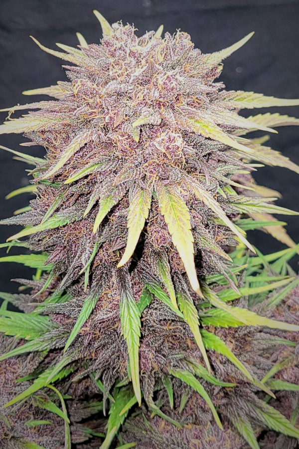 Buy Lemon Cherry Cookies Auto™ Cannabis Seeds | Fast Buds