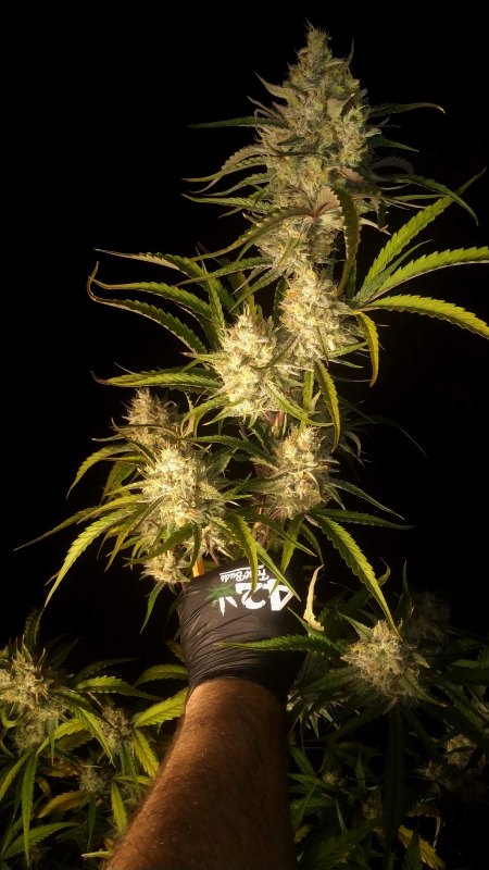 Buy Strawberry Gorilla Auto Cannabis Seeds | Fast Buds