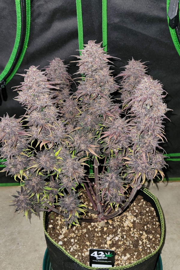 Buy Blackberry Auto Cannabis Seeds | Fast Buds