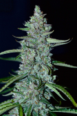 Super Lemon Haze Auto Cannabis Strain Week-by-Week Guide | Fast Buds