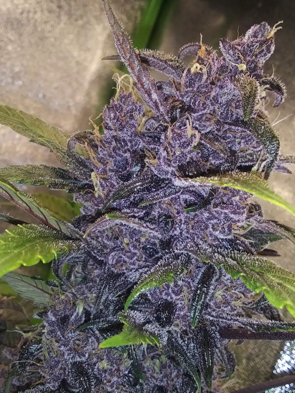 Buy Purple Lemonade Auto Cannabis Seeds | Fast Buds