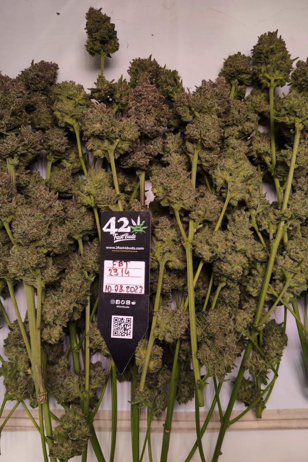 Buy Apricot Auto Cannabis Seeds | Fast Buds