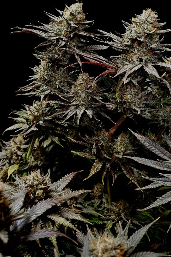 Buy Gorilla Cookies FF Cannabis Seeds | Fast Buds