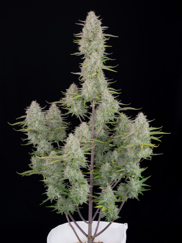 Buy Wedding Cheesecake Auto Cannabis Seeds | Fast Buds