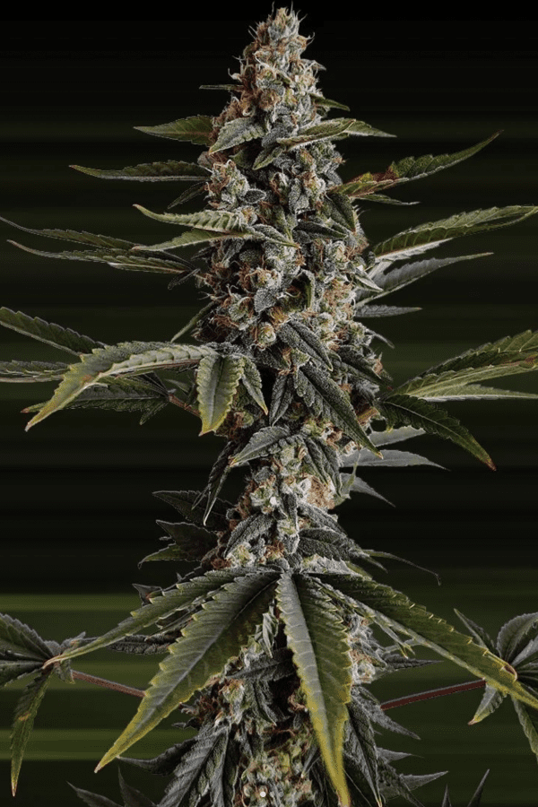Buy Wedding Cheesecake FF Cannabis Seeds | Fast Buds