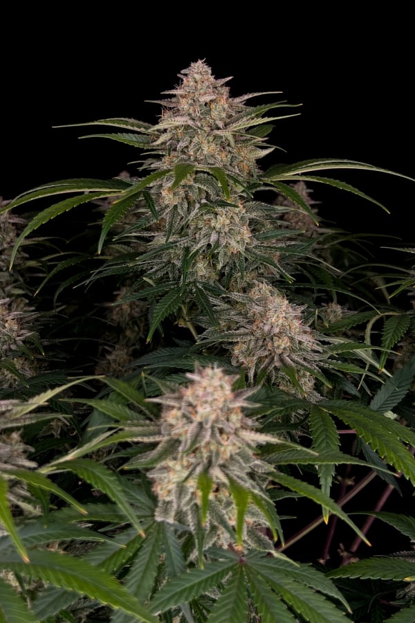 Buy Cherry Cola Auto Cannabis Seeds | Fast Buds