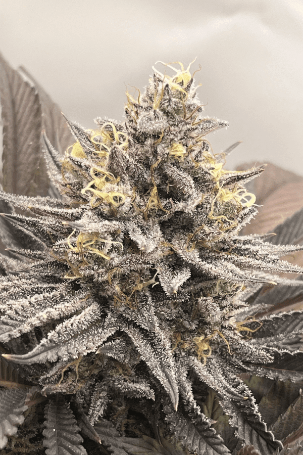 Buy Purple Lemonade FF Cannabis Seeds | Fast Buds